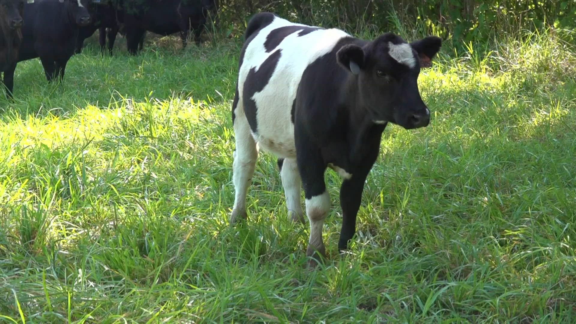 Rising beef prices driven by low supply and high demand | wbir.com