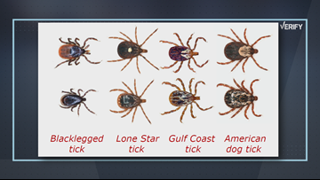 Experts predict bigger tick season this spring in East Tennessee | wbir.com