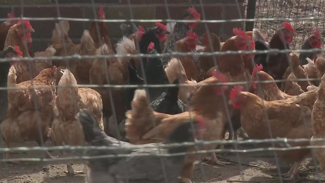 UTCVM takes action against bird flu threat, suspends wild bird care ...