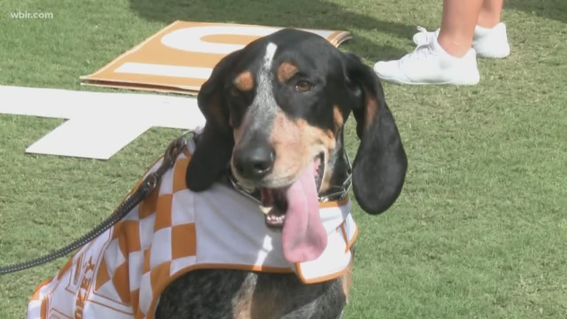 Is Smokey the Tennessee state dog? | wbir.com