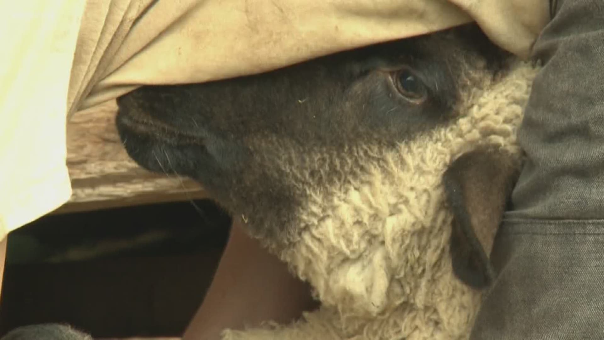 Sheep shed their coats at Sheep Shearing Days | wbir.com