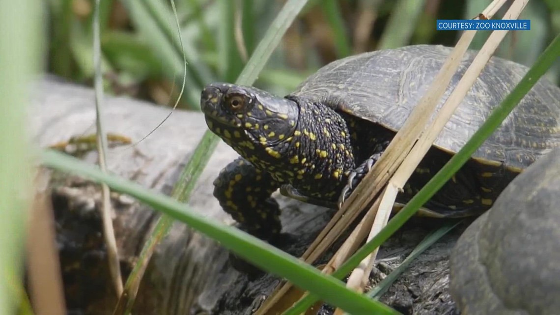 Zoo Knoxville preps turtles for cold weather | wbir.com