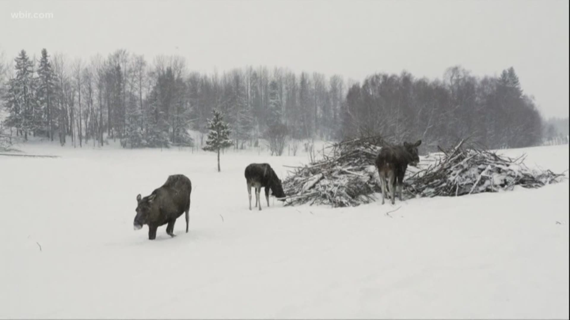 Sweden college students enjoy visiting rescued moose | wbir.com