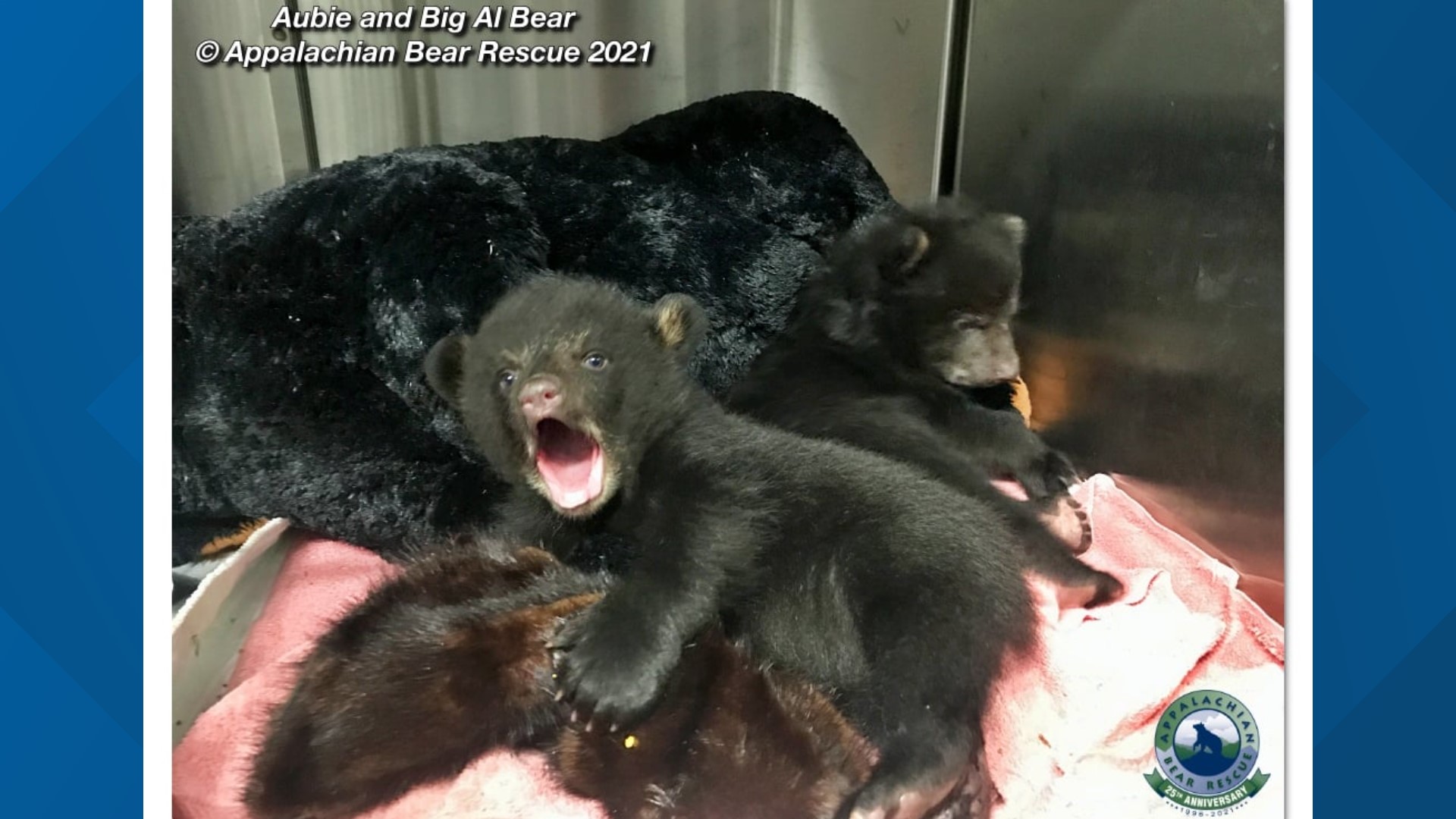 Appalachian Bear Rescue's Big Al, Aubie Bear and Furman placed with ...