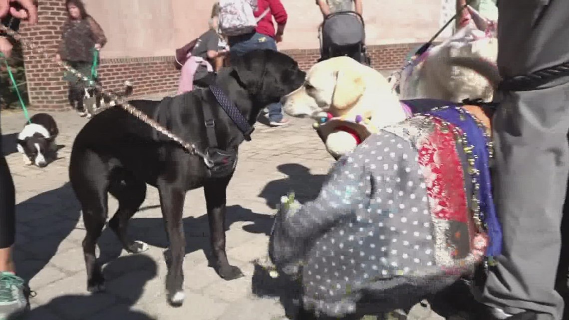Spooky pups fill UT Gardens for 'Howl-O-Ween Pooch Parade' | wbir.com