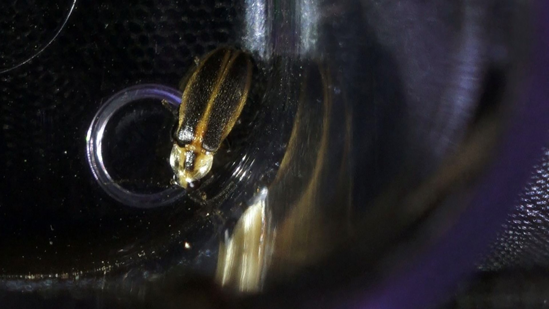 Knox man opens property for synchronous firefly viewing | wbir.com