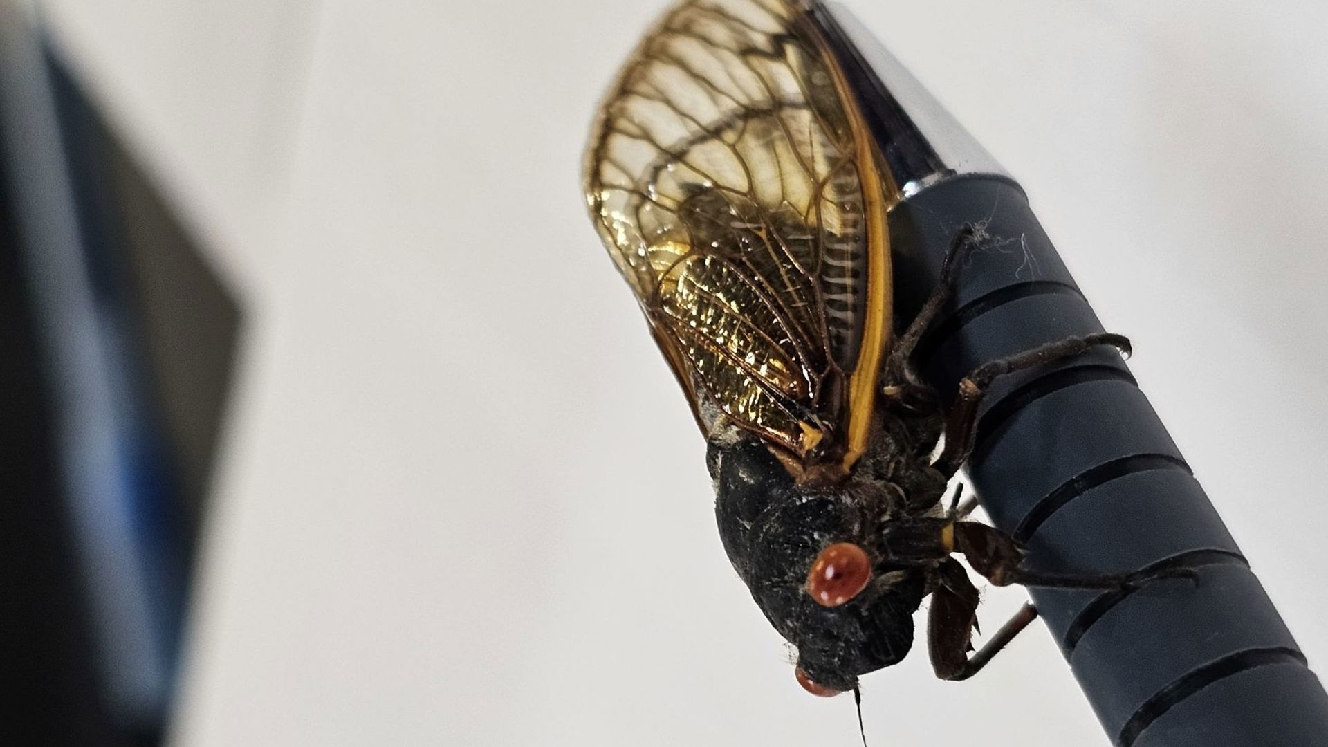 Brood XIX cicadas begin emerging in East Tennessee | wbir.com