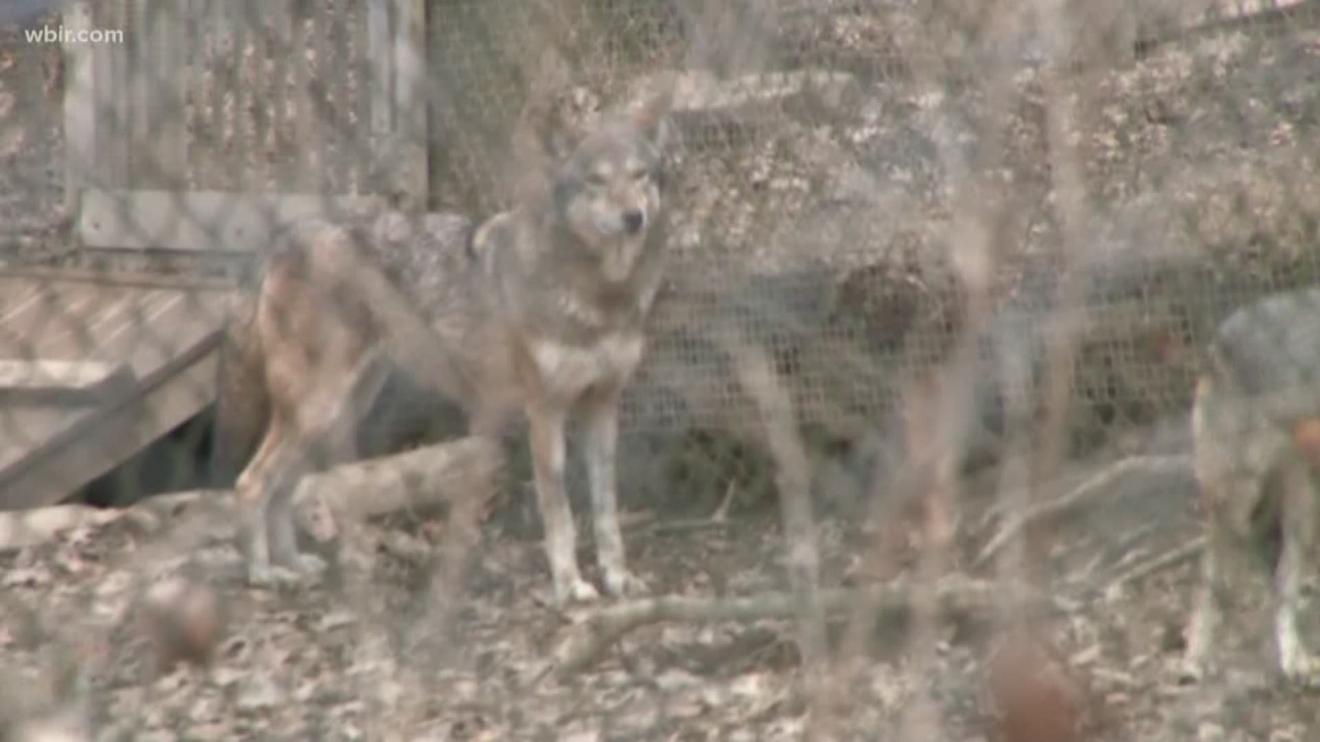 Endangered wolf pups born in captivity join dens in the wild | wbir.com