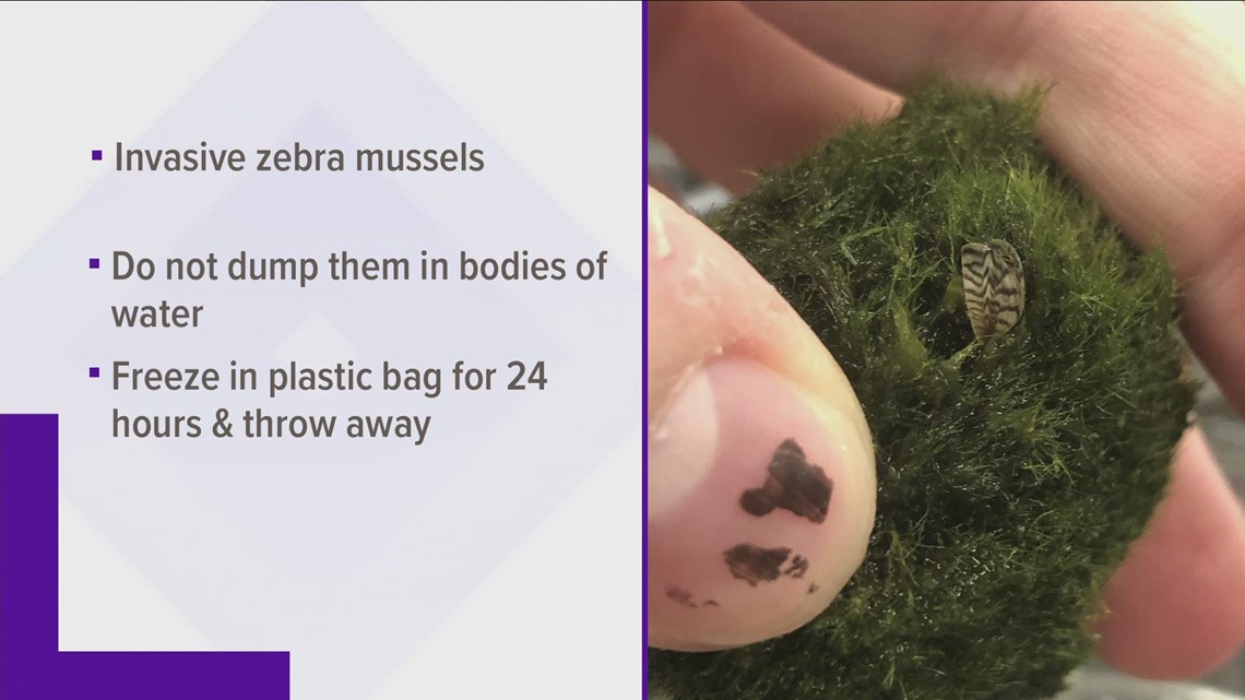 TWRA warns of invasive mussels inside aquarium moss balls | wbir.com
