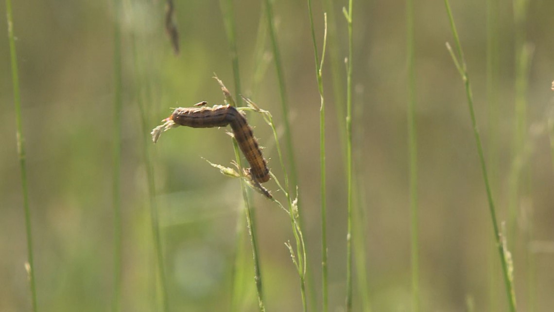 Marching & munching, army worms invade East TN lawns | wbir.com