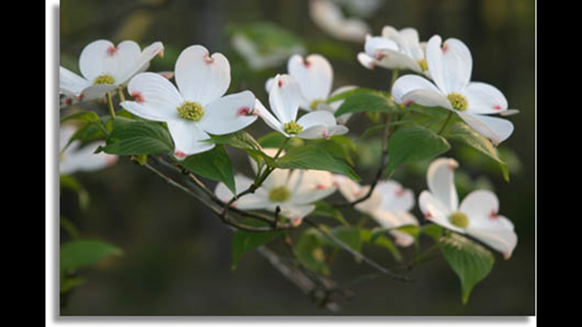 The Legend of the Dogwood Tree | wbir.com