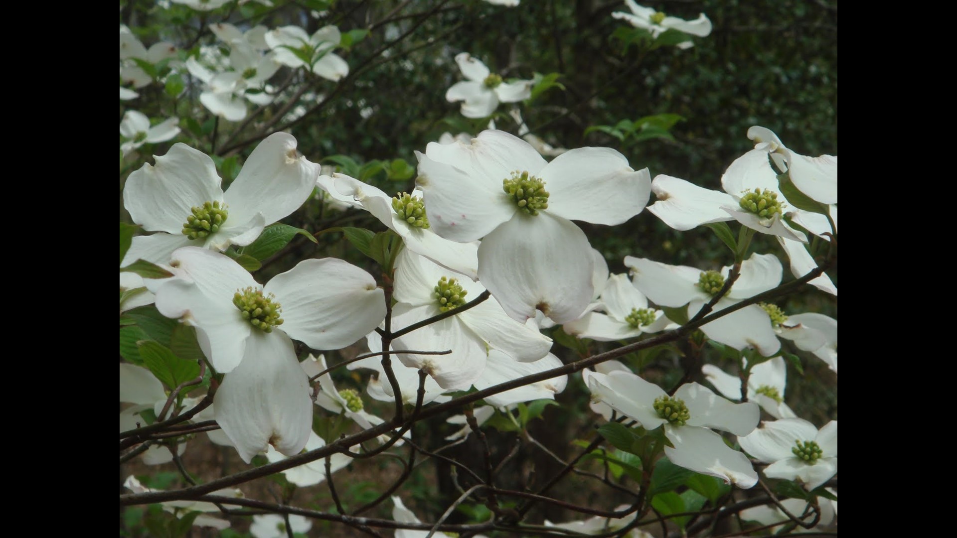 The Legend of the Dogwood Tree | wbir.com