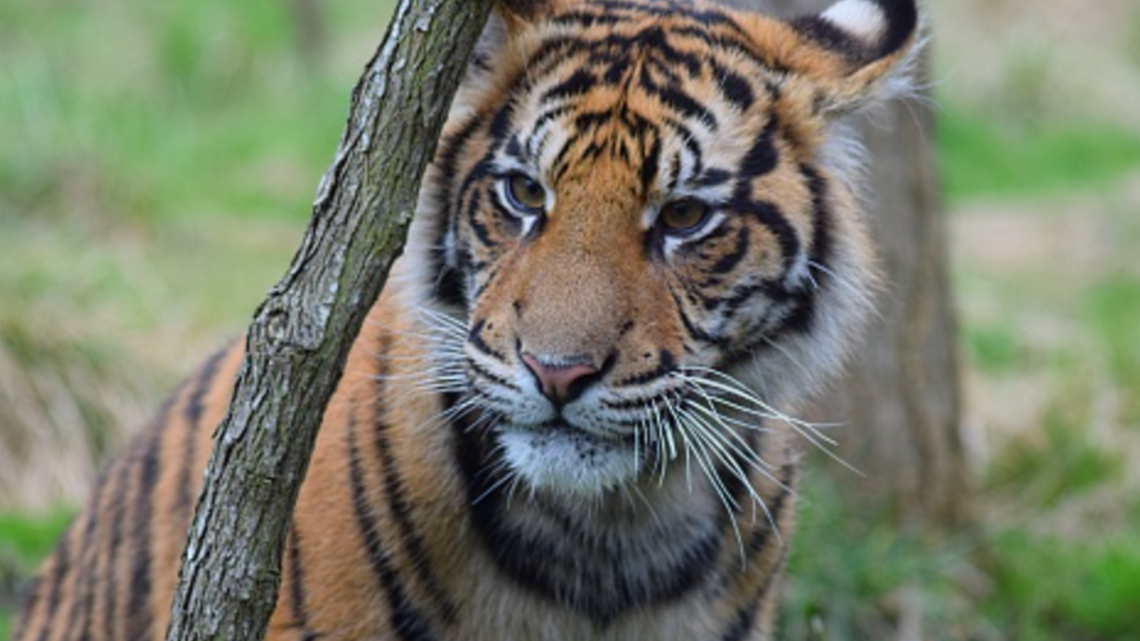 "I saw the tiger in my backyard!": 911 calls reveal tiger tracks in ...
