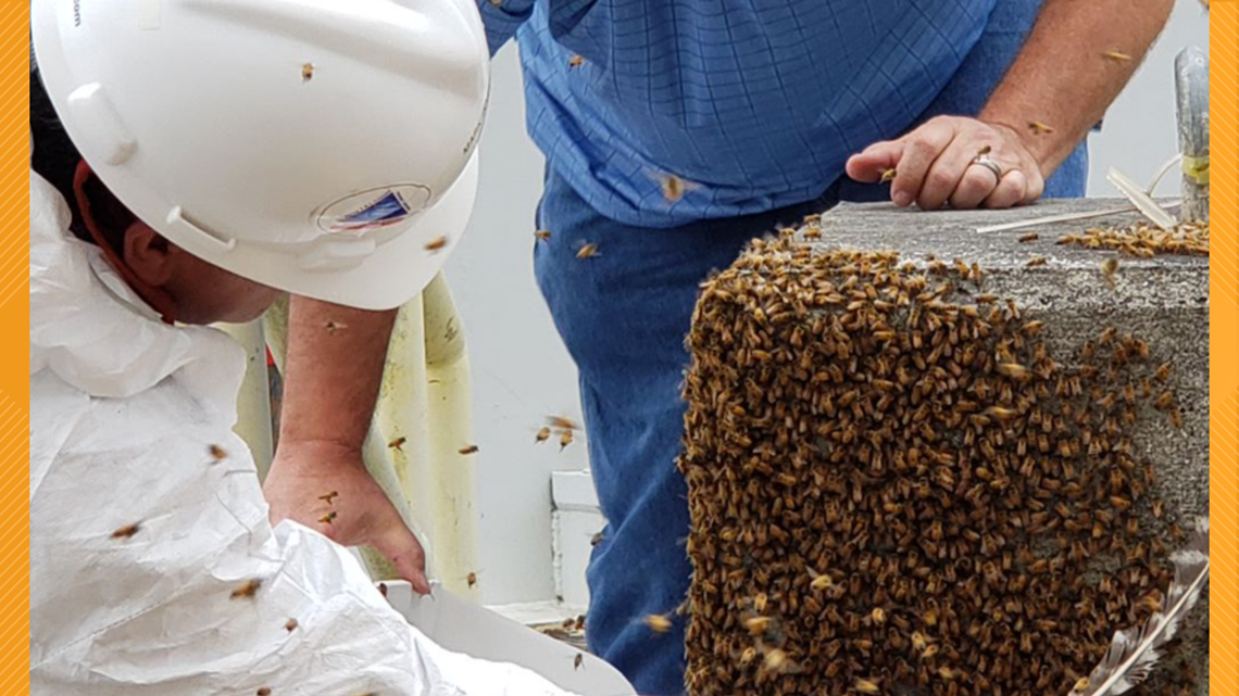 Watts Bar 'Bee-Team' saves 25,000+ swarming bees at nuclear plant ...
