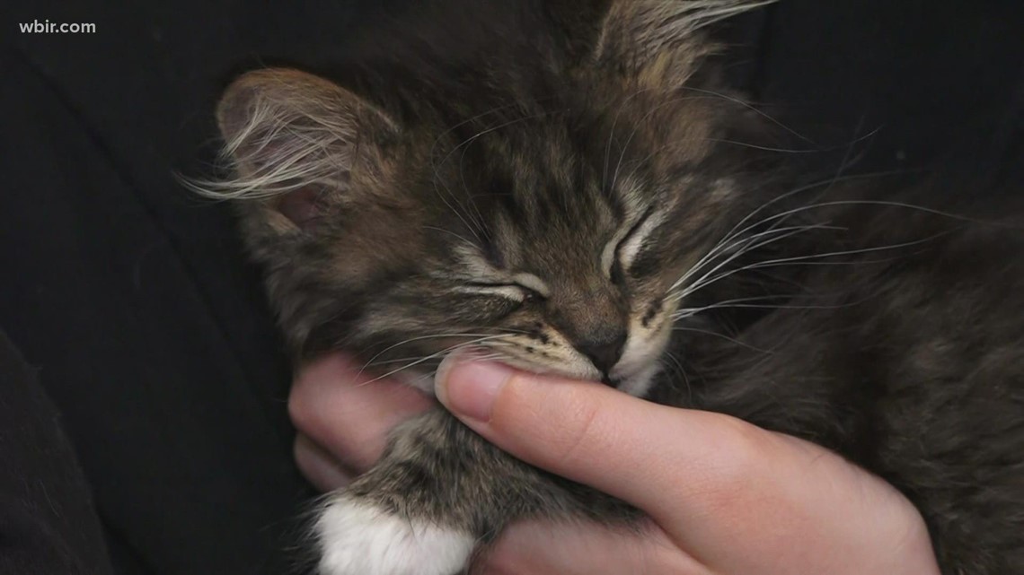 Celebrate Foster a Pet Month by fostering a pet | wbir.com