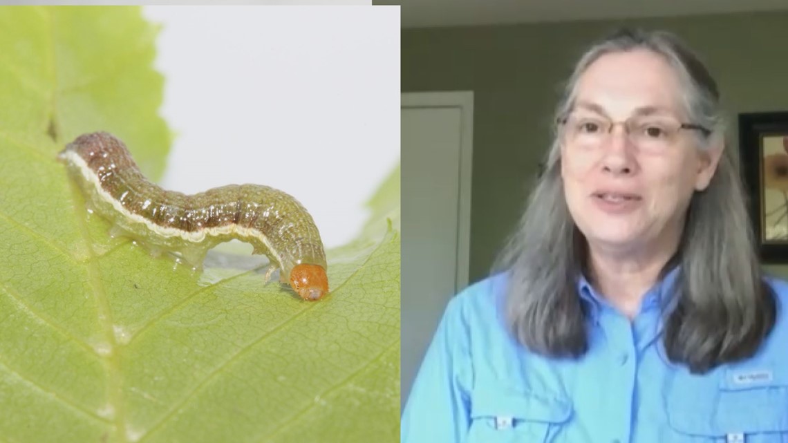 Citizen scientist collects and studies caterpillars | wbir.com