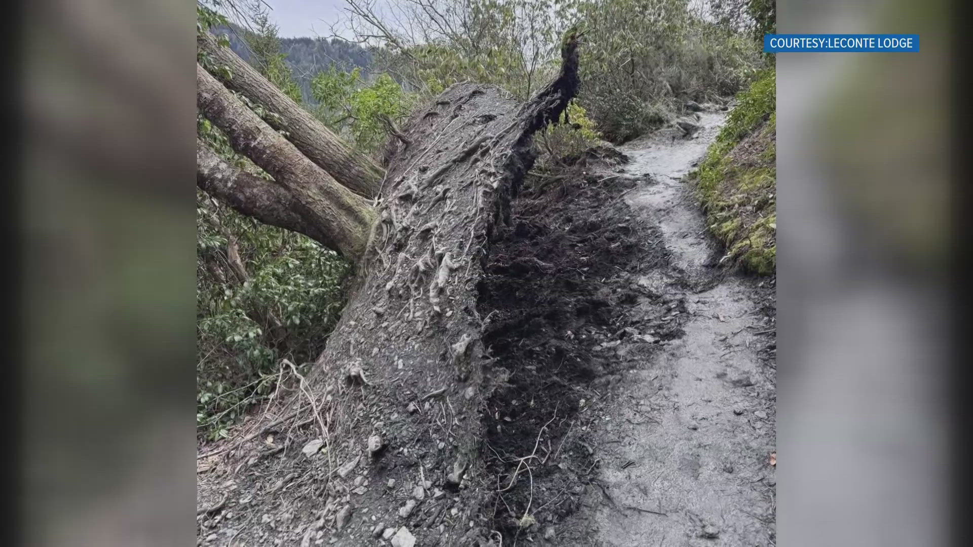 High winds damage Alum Cave Trail in Smoky Mountains | wbir.com