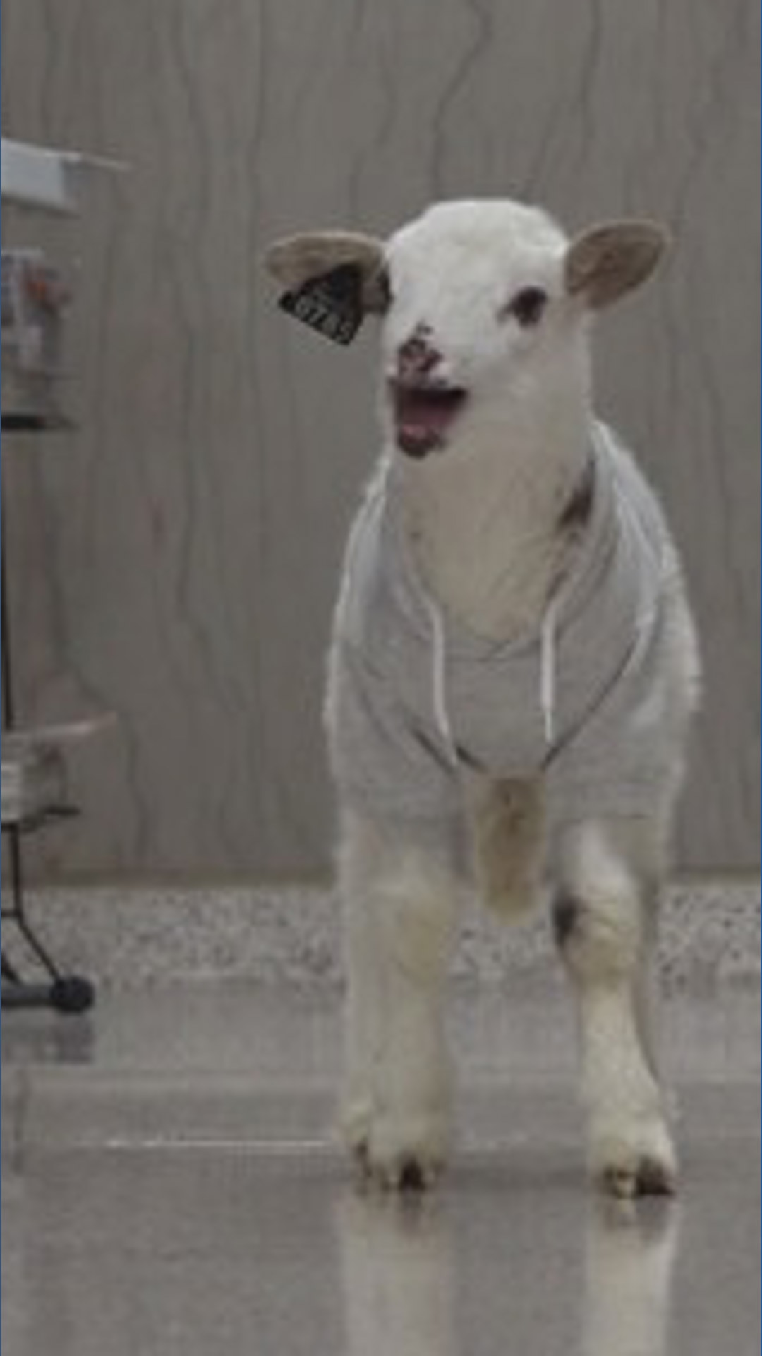 'Shrek' the sheep becomes courthouse celebrity at Tennessee agriculture ...