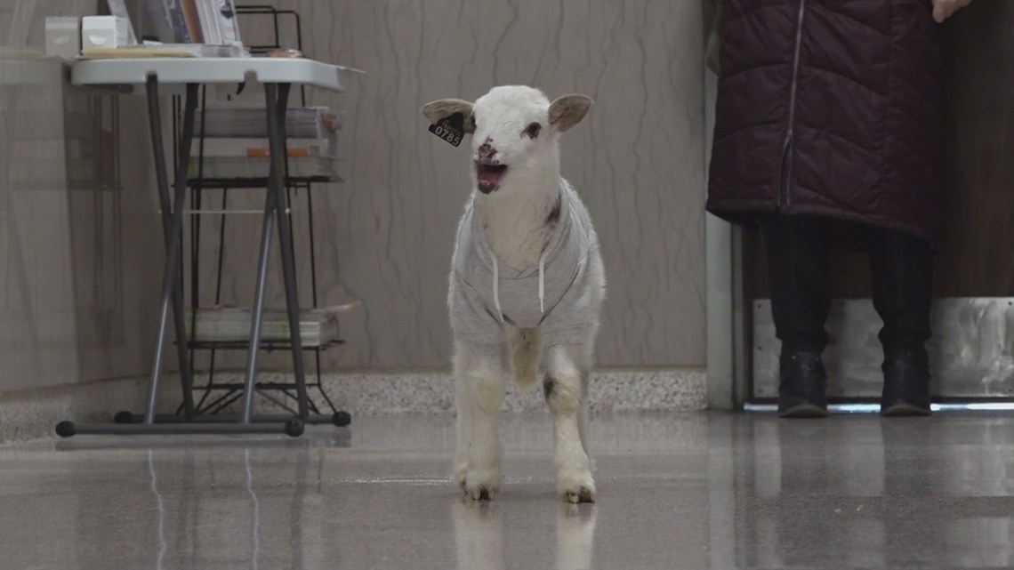 'Shrek' the sheep becomes courthouse celebrity at Tennessee agriculture ...