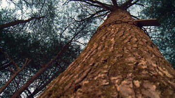 'Pearl Harbor tree' rooted in Cades Cove history | wbir.com