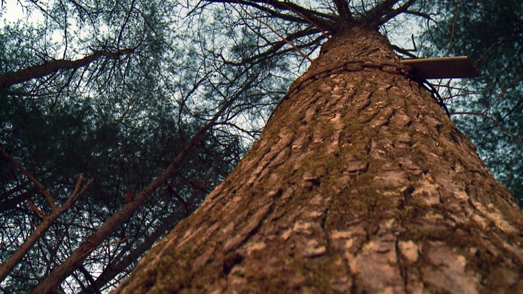 'Pearl Harbor tree' rooted in Cades Cove history | wbir.com