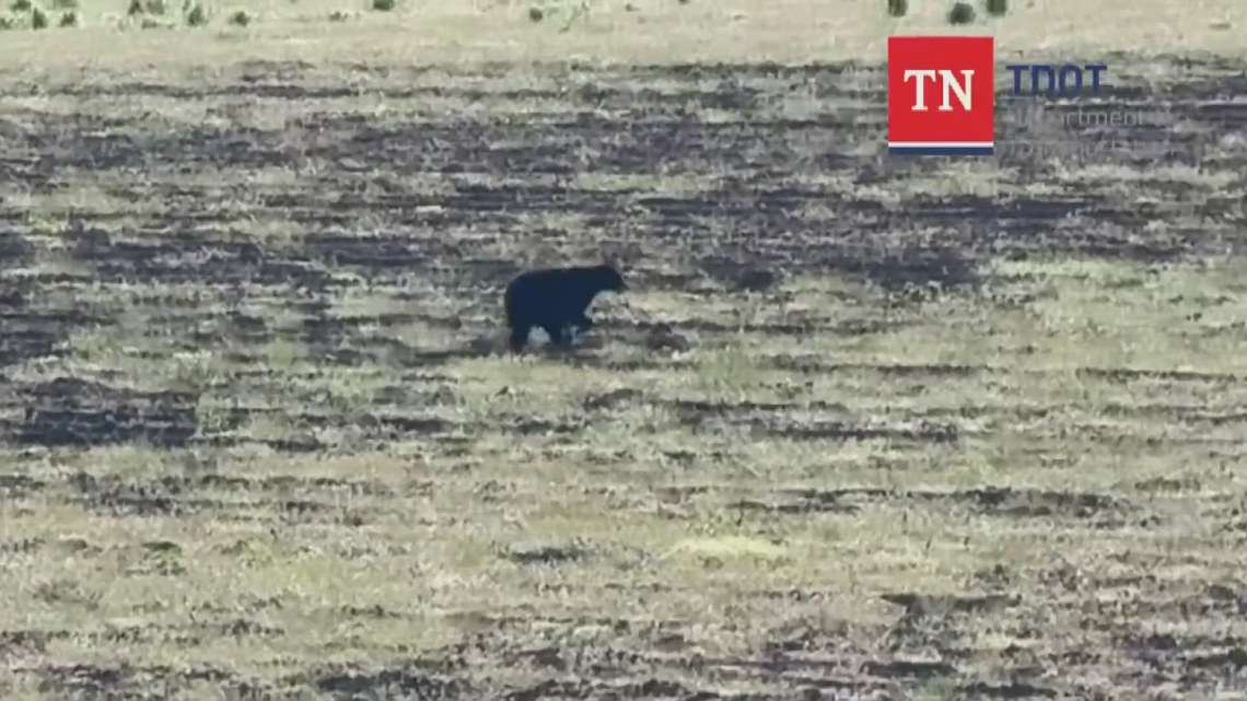 TDOT spots bear at SR 353 bridge construction site | wbir.com