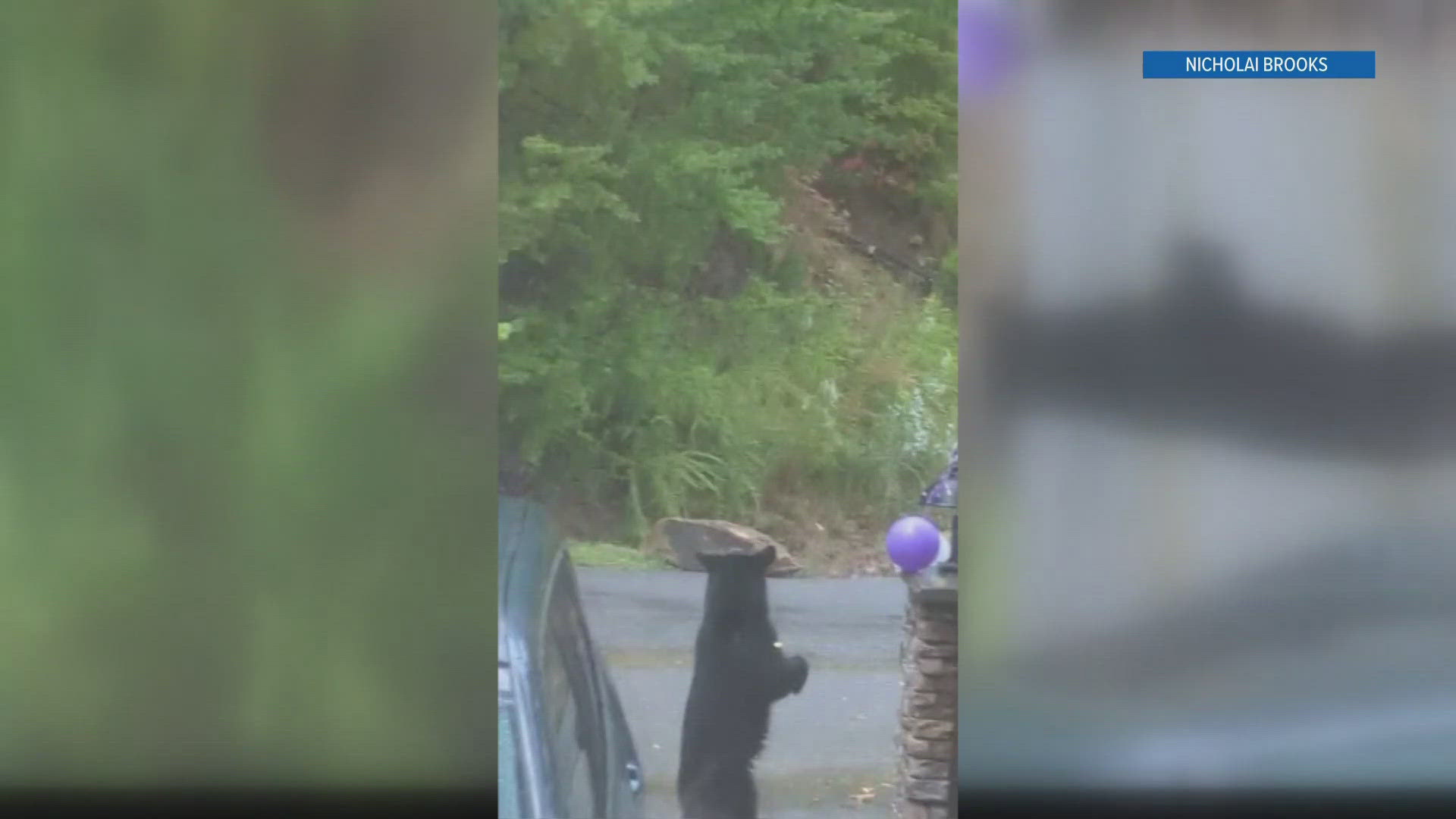 Check this out: Bear pops confetti balloon in the Smokies | wbir.com