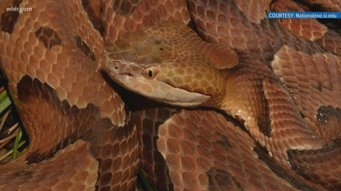 How to deal with copperheads during their most popular season | wbir.com