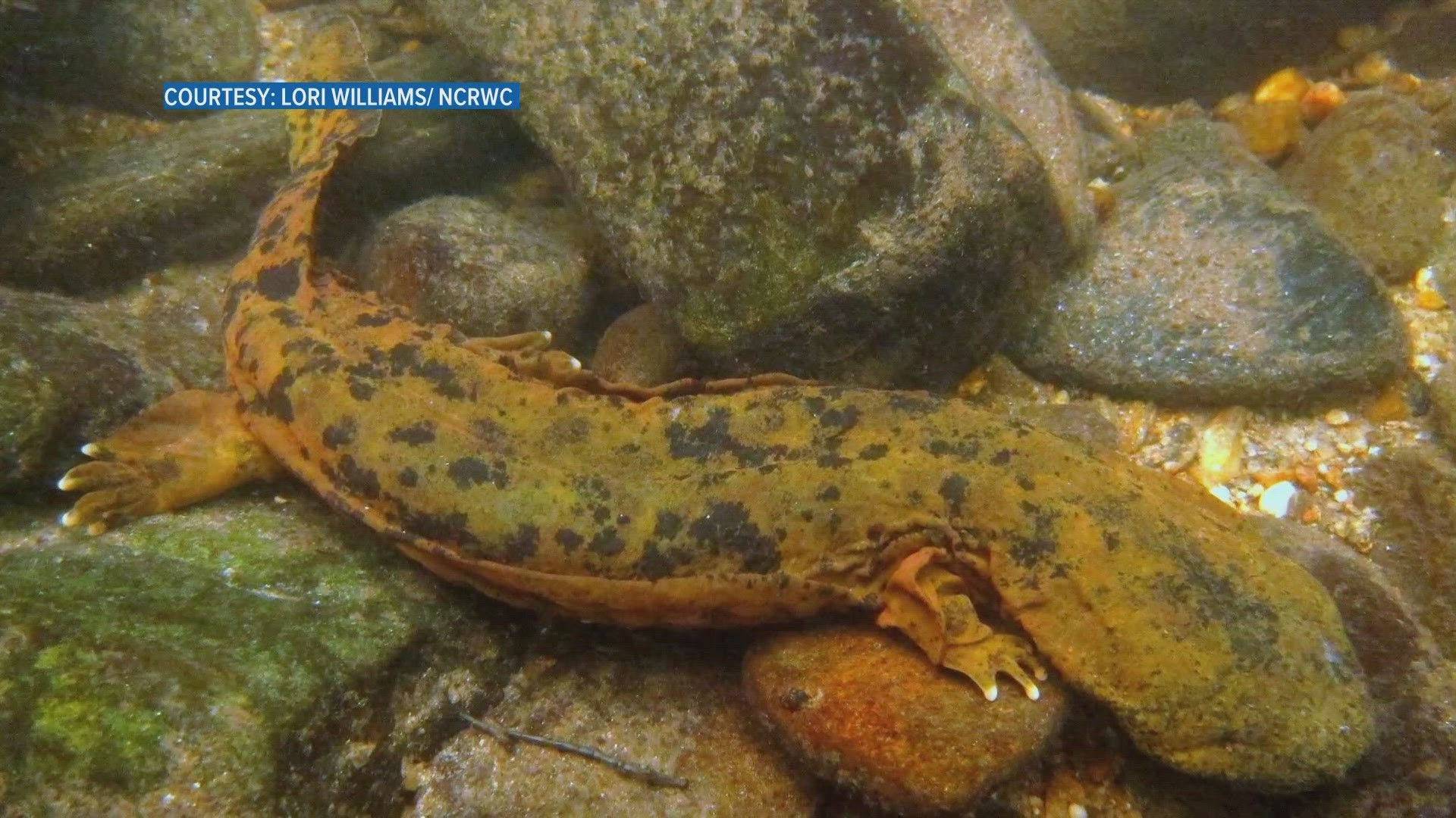 Chattanooga Zoo releases dozens of salamanders into the wild | wbir.com