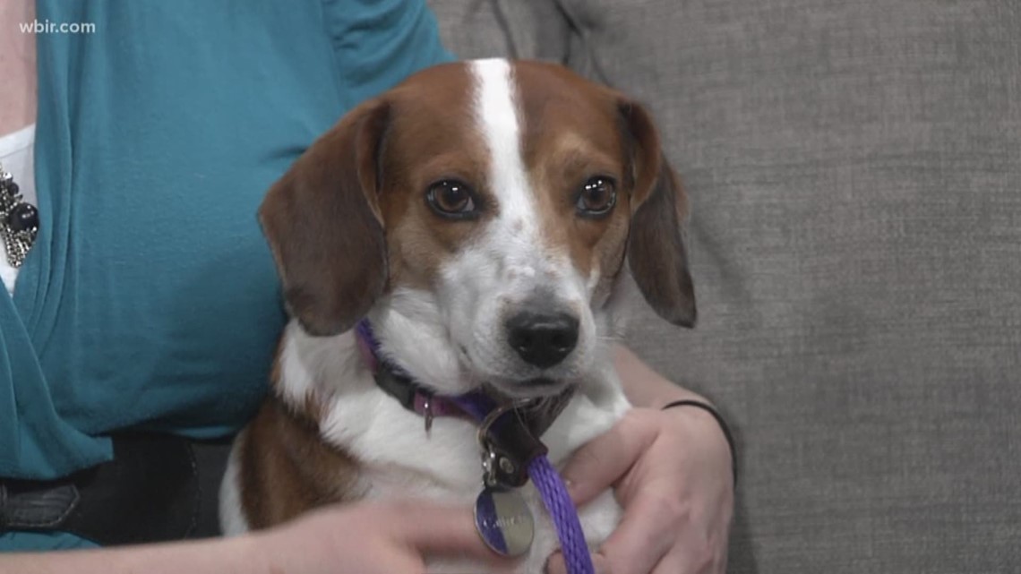 Pet of the Week: Princess Diana | wbir.com