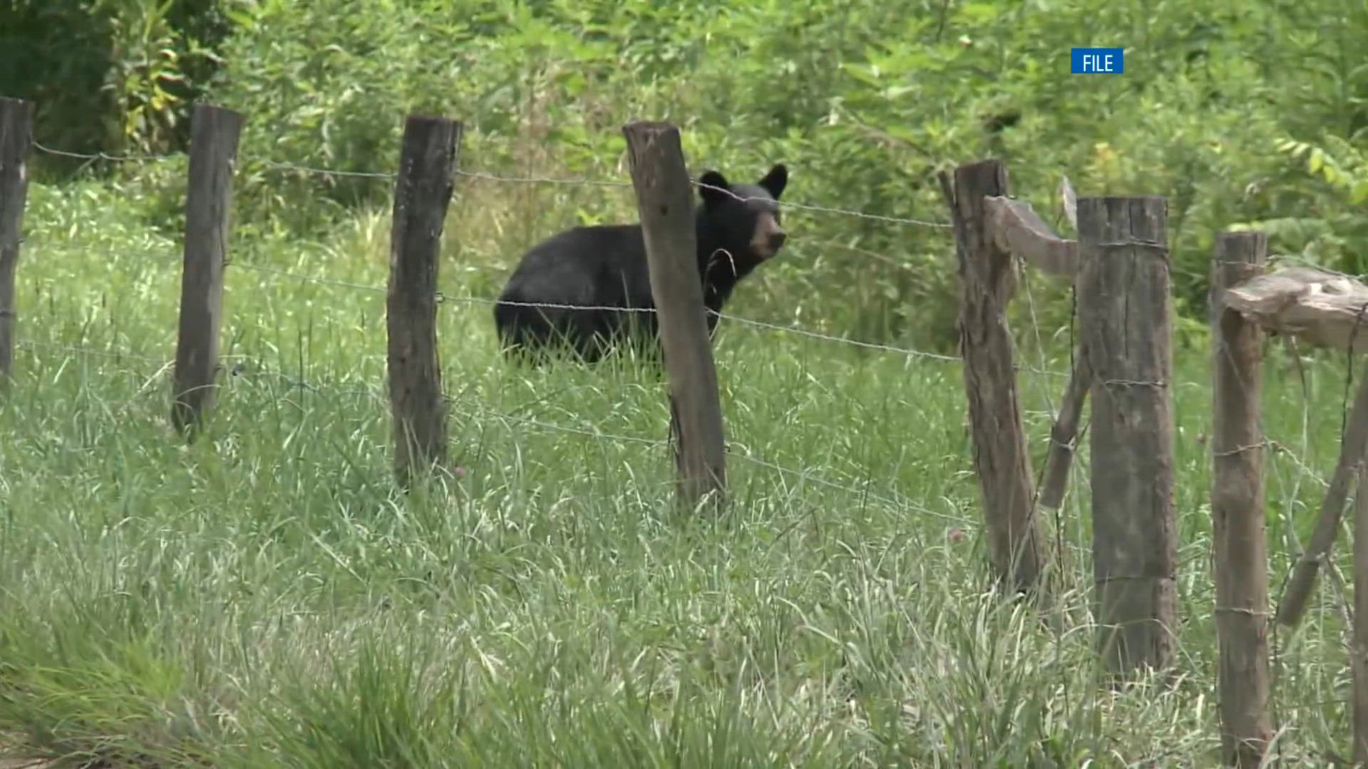 Black bear cubs could return to Appalachian Bear Rescue for first time ...