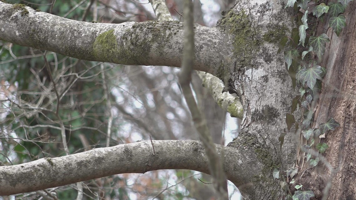 Identifying trees without their leaves | wbir.com