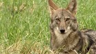 Red wolf experiment left lasting legacy in Smokies | wbir.com