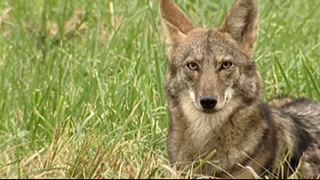 Red wolf experiment left lasting legacy in Smokies | wbir.com