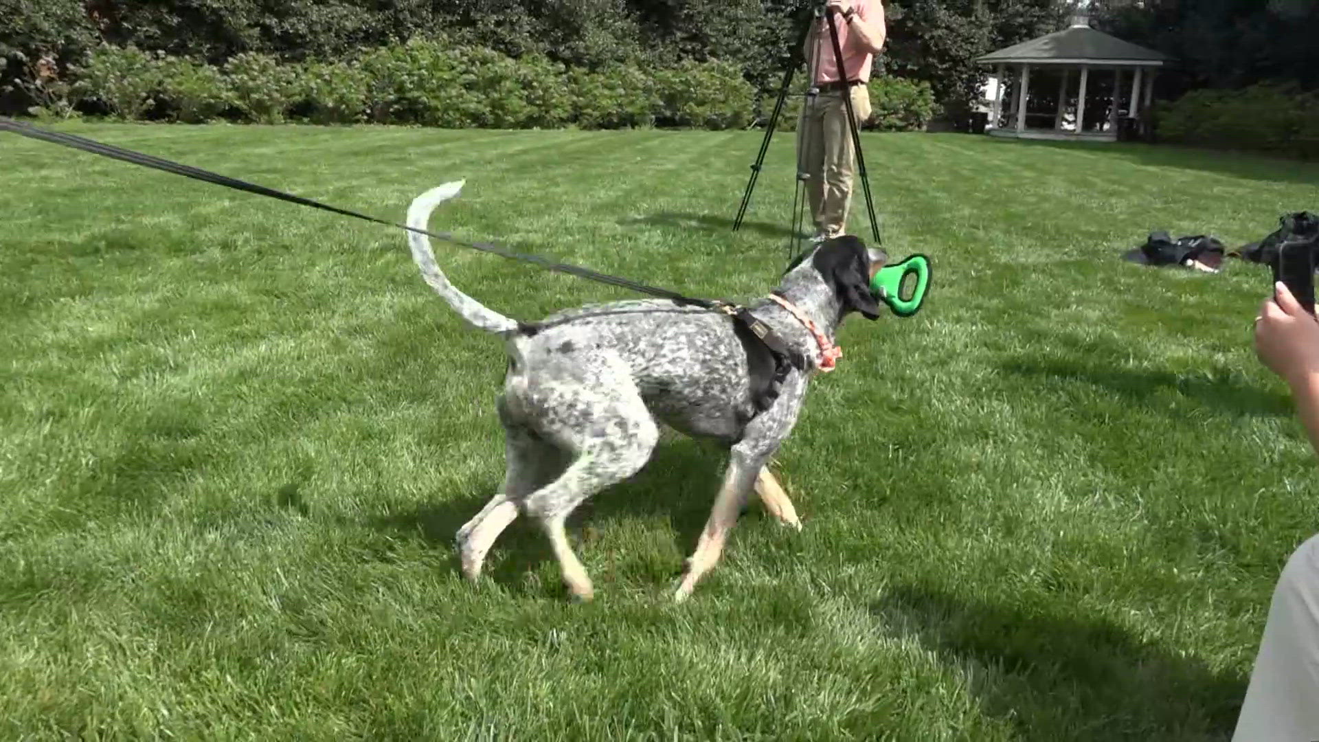Smokey XII made his debut at Orange and White game | wbir.com