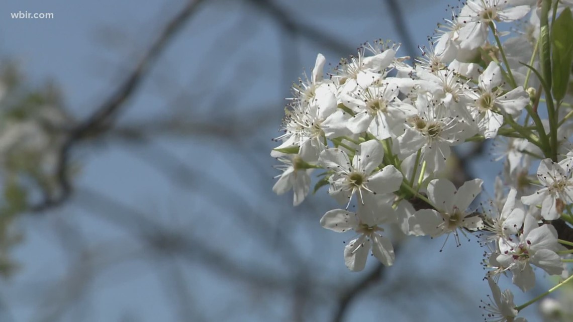 Experts say Bradford pear trees are invasive | wbir.com