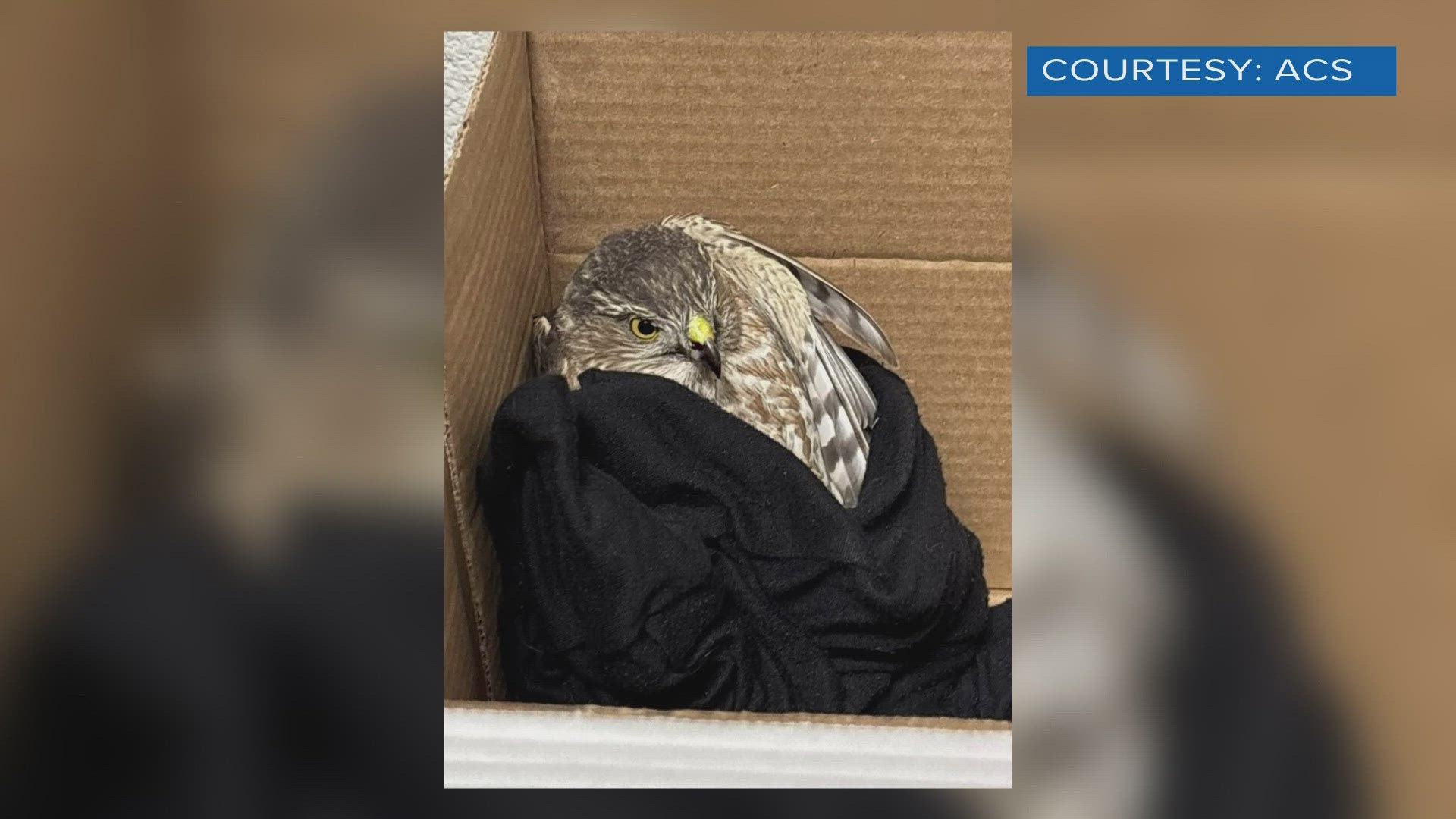 Hawk given second chance at life after being rescued by Anderson County ...