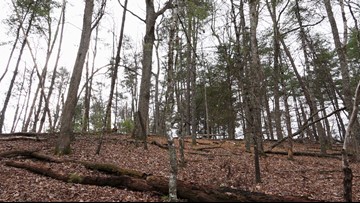 Patriotic response to Pearl Harbor tree grows in Smokies | wbir.com