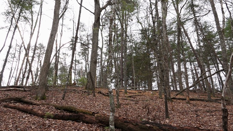 Patriotic response to Pearl Harbor tree grows in Smokies | wbir.com
