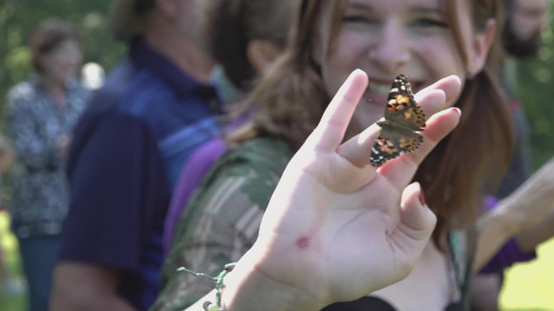 The University of Tennessee holds Butterfly Fest | wbir.com