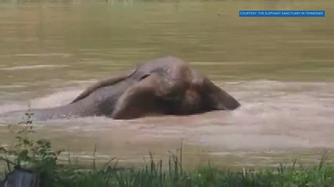 Jana the Elephant escapes the heat in a pond | wbir.com