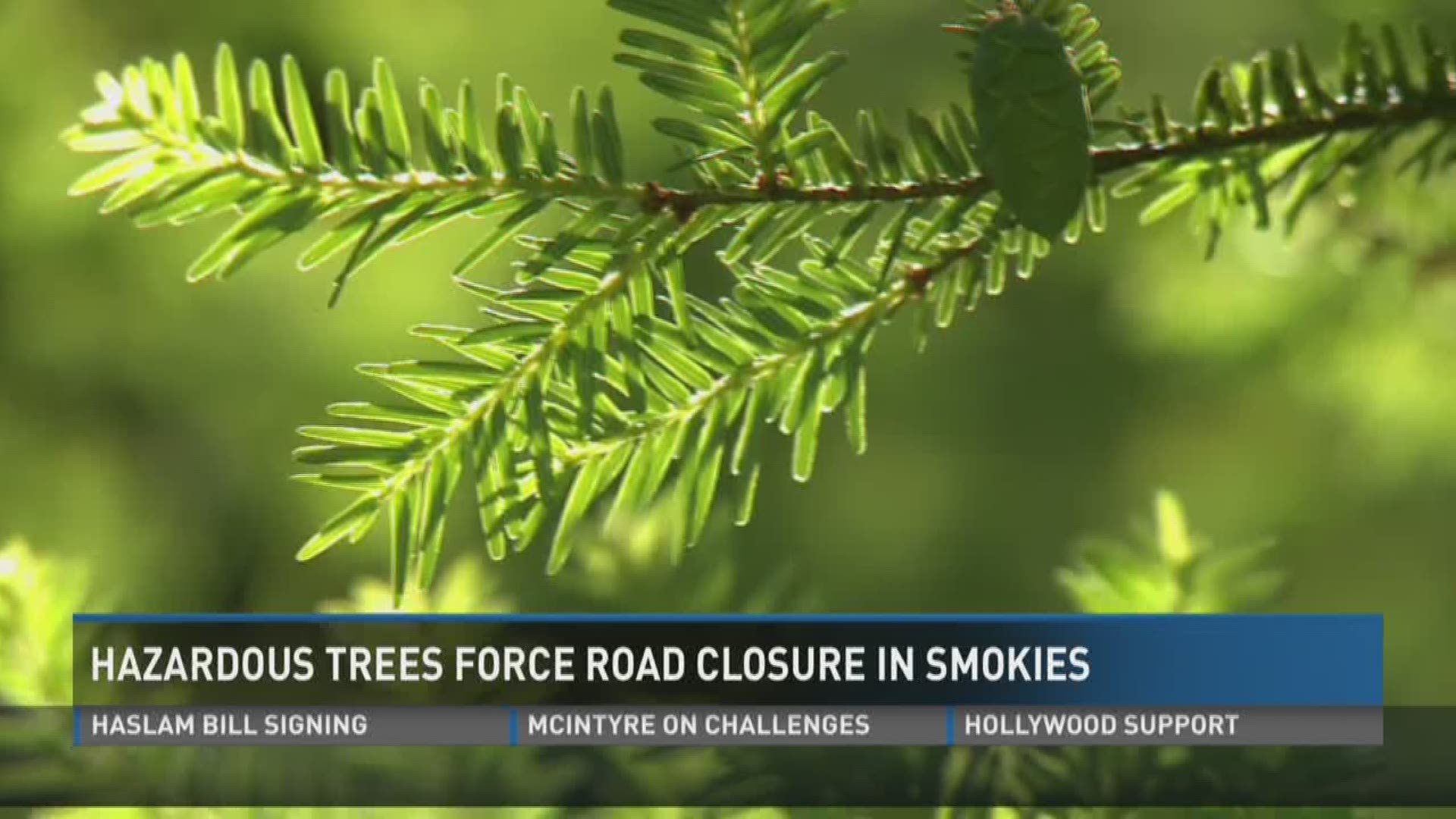 Invasive insect ravages trees, closes road in Smokies | wbir.com