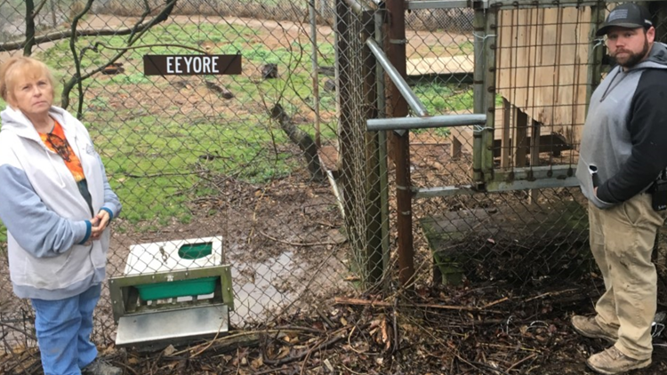 New video shows aftermath of tiger attack that nearly ripped off 18 ...