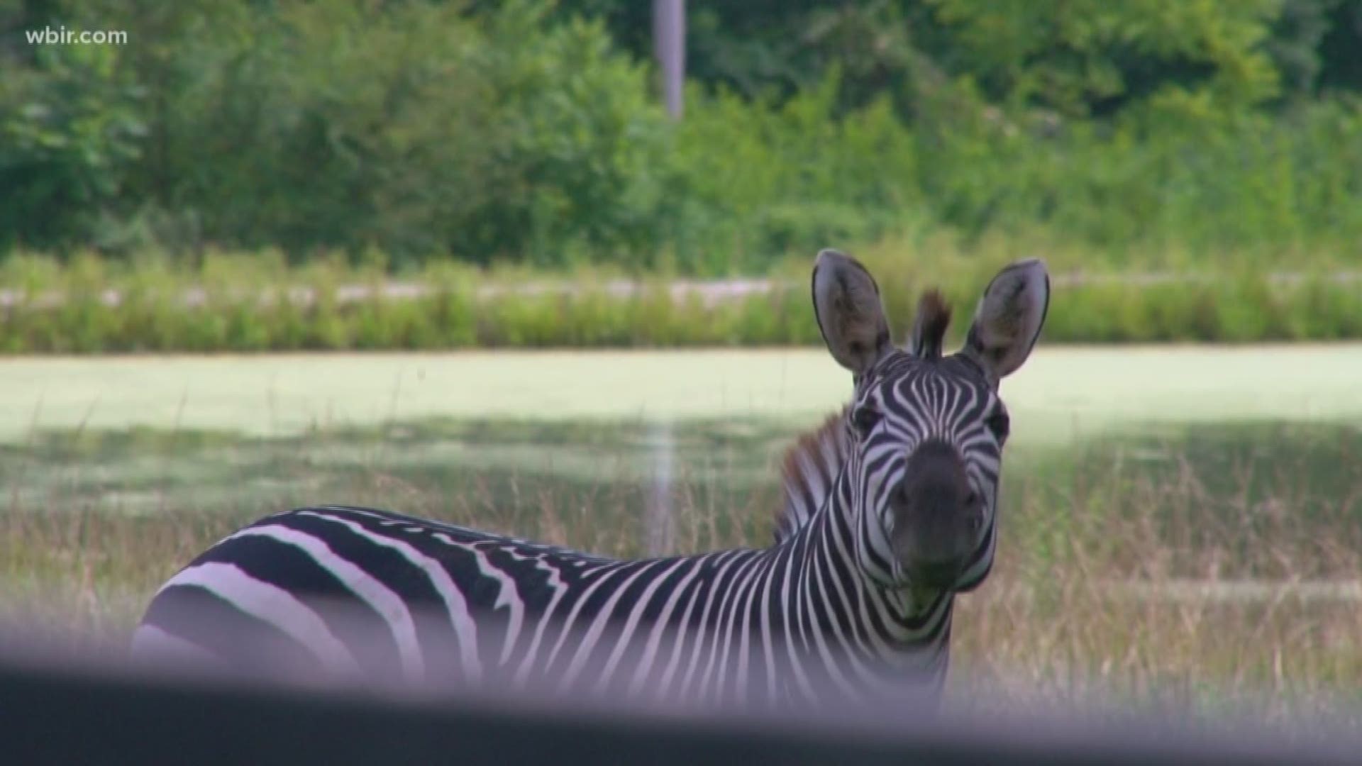 Blount County Sheriff investigates zebra bites | wbir.com