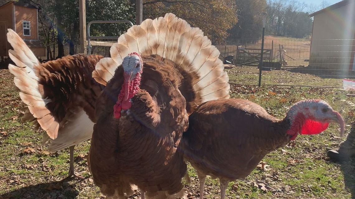 Smaller Thanksgiving feasts lead to demand for smaller turkeys | wbir.com