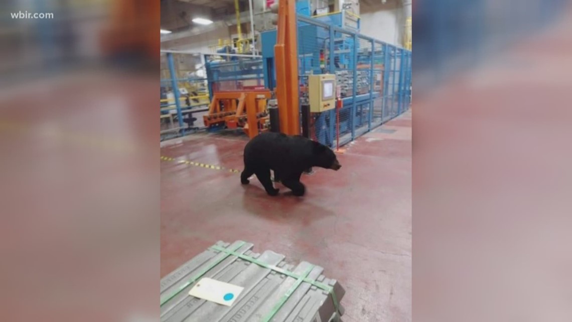 Animal control darts bear that got inside DENSO plant | wbir.com