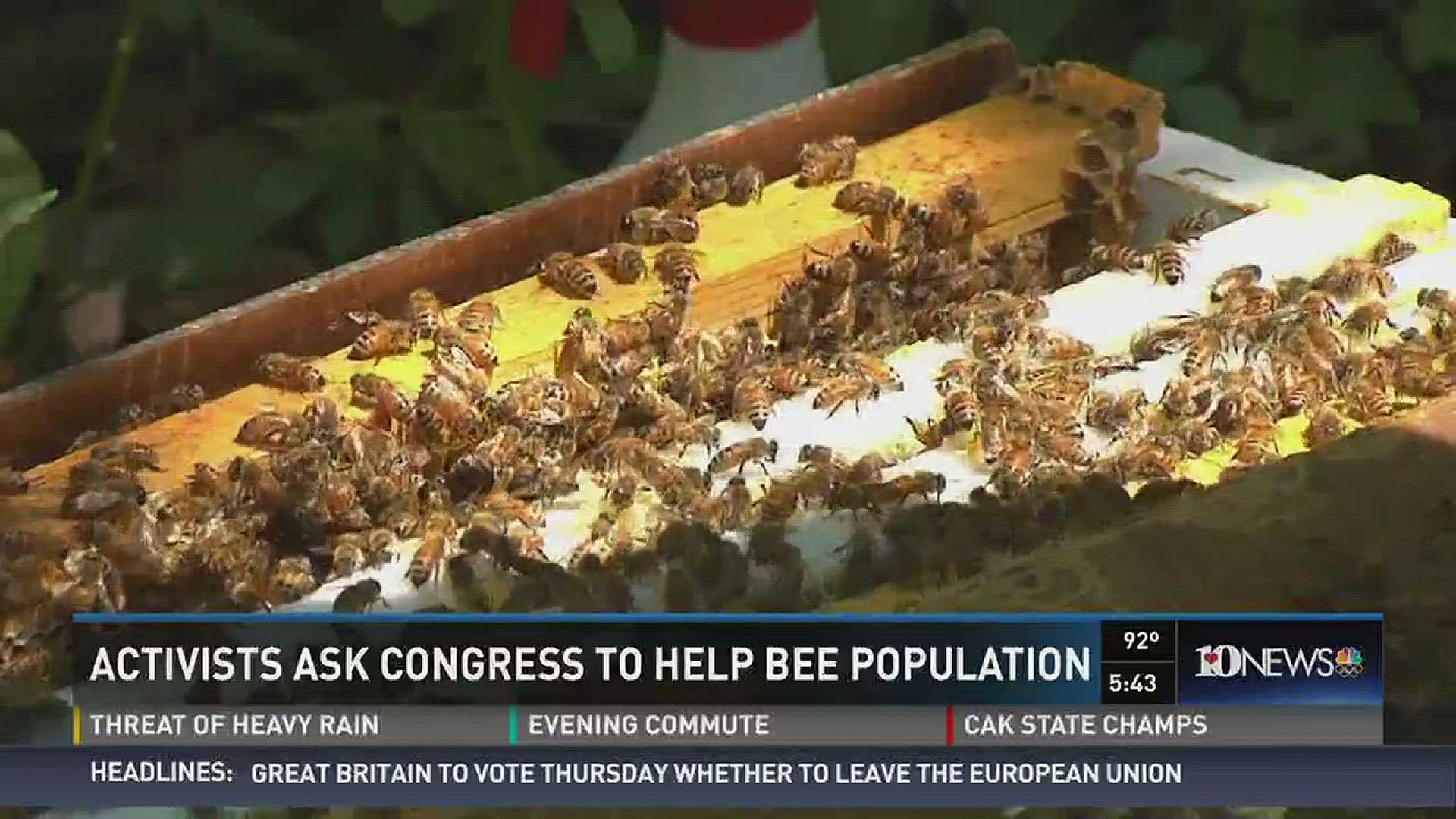 Bee protest highlights decline in bees, honey production | wbir.com