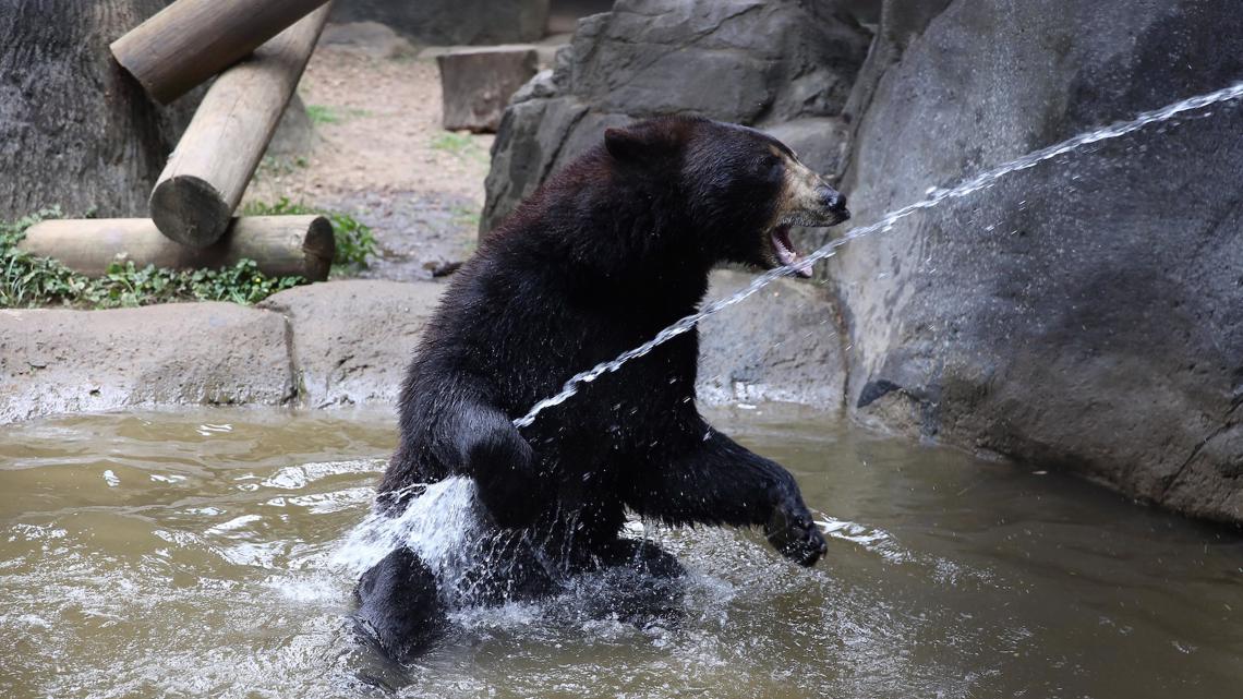 Enjoy animals & beer at Zoo Knoxville's Craft Bear Nights | wbir.com