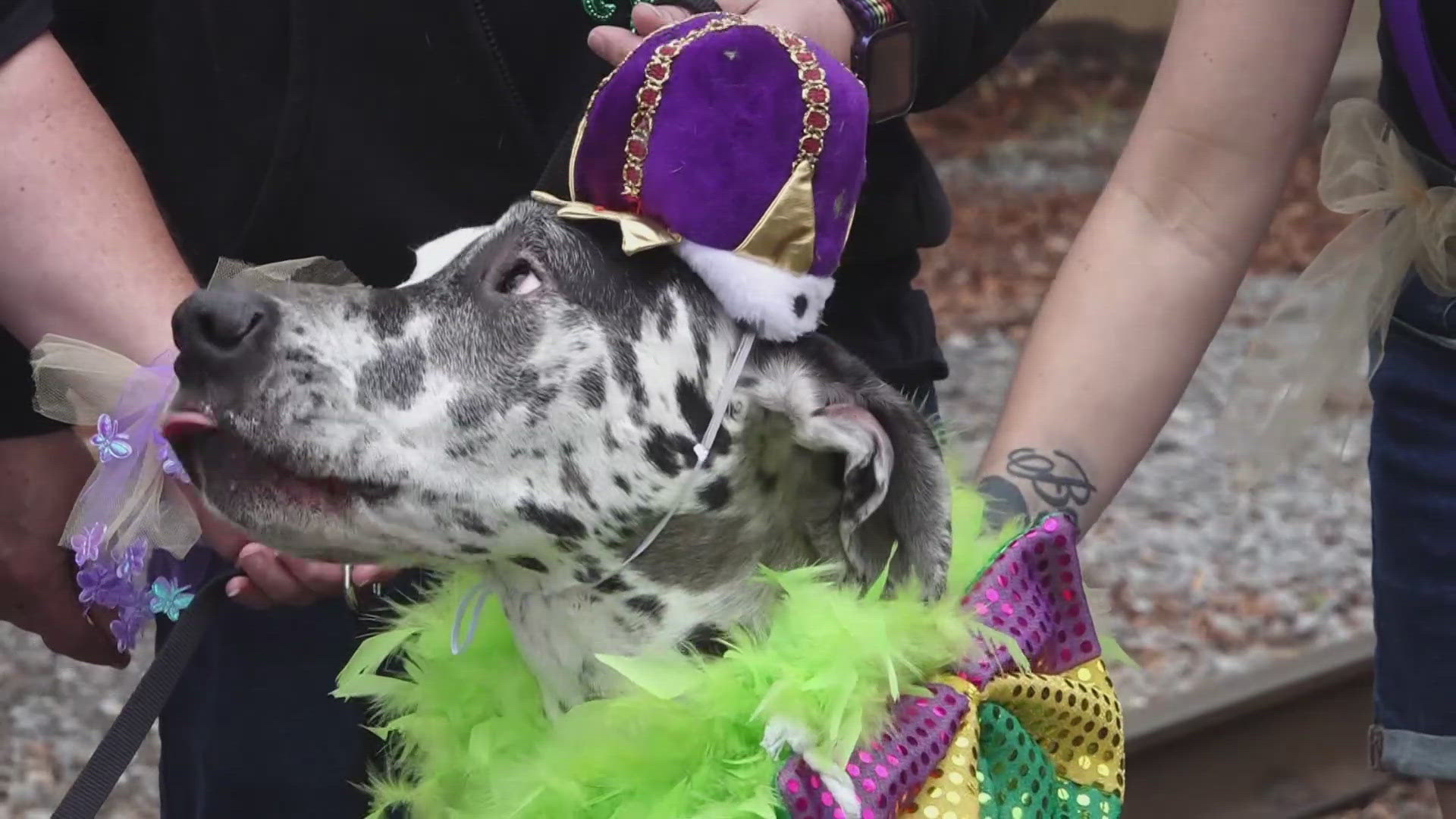 The history of the Mardi Growl parade | wbir.com