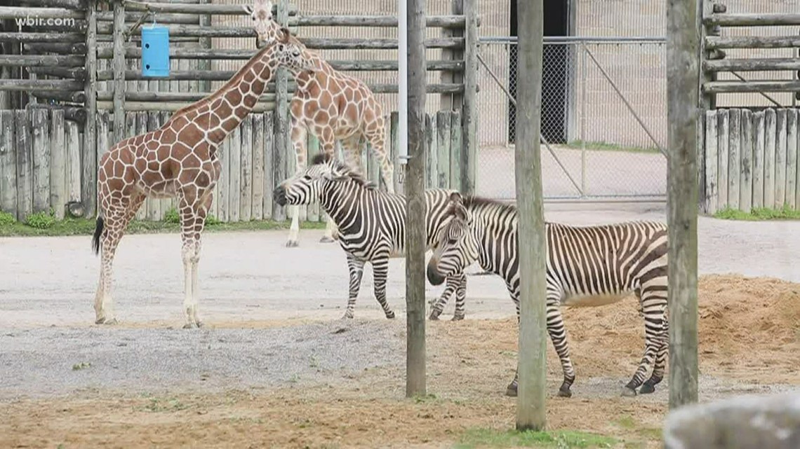 Zoo Knoxville introduces their giraffe and zebra herds | wbir.com